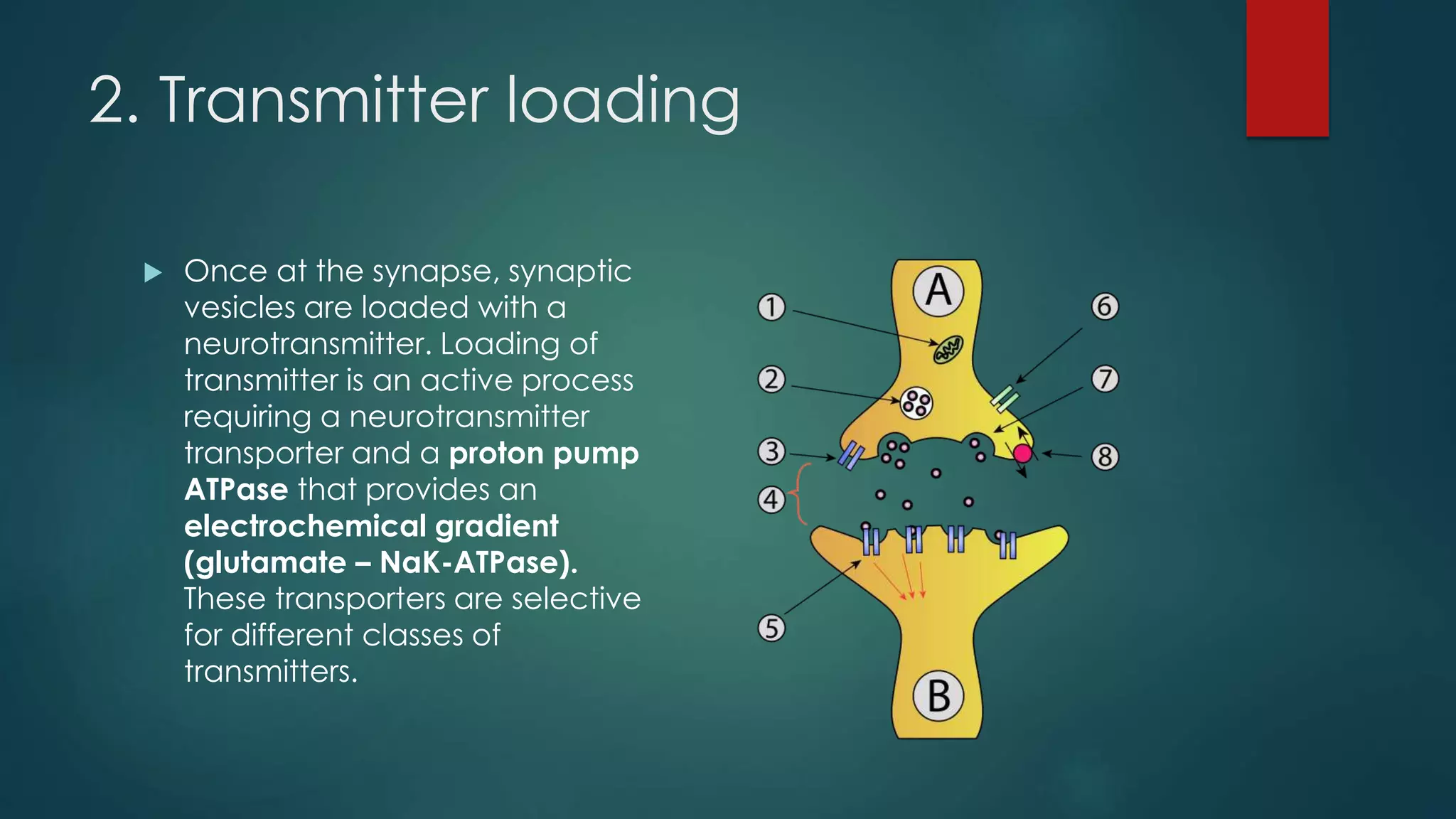 Cognitive neuroscience synapses | PPTX