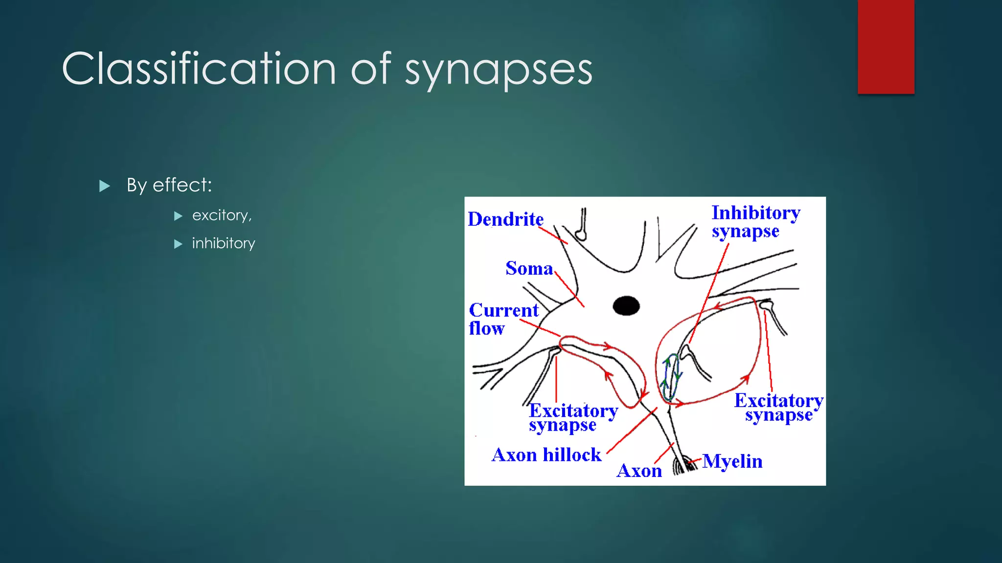 Cognitive neuroscience synapses | PPTX