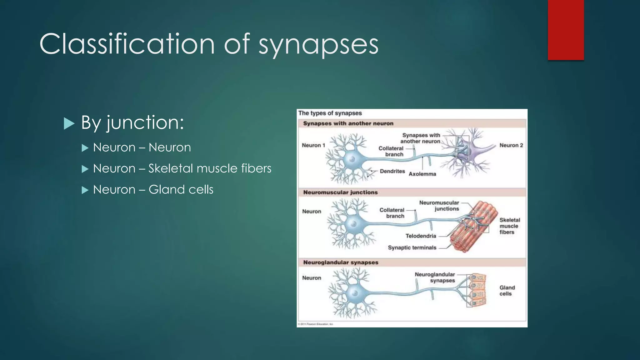 Cognitive neuroscience synapses | PPTX