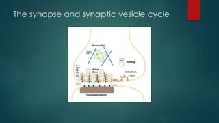 Cognitive neuroscience synapses | PPTX