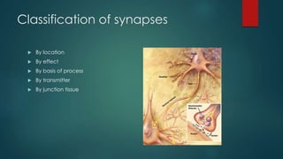 Cognitive neuroscience synapses | PPTX