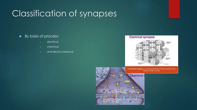Cognitive neuroscience synapses | PPTX