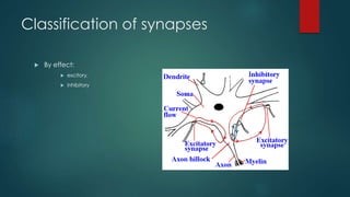 Cognitive neuroscience synapses | PPTX