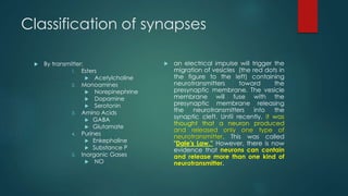 Cognitive neuroscience synapses | PPTX