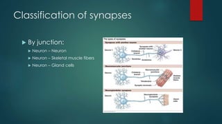 Cognitive neuroscience synapses | PPTX