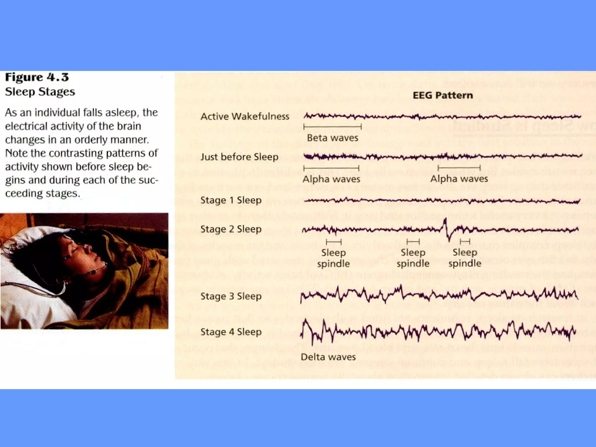 Cognitive psychology consciousness | PPT