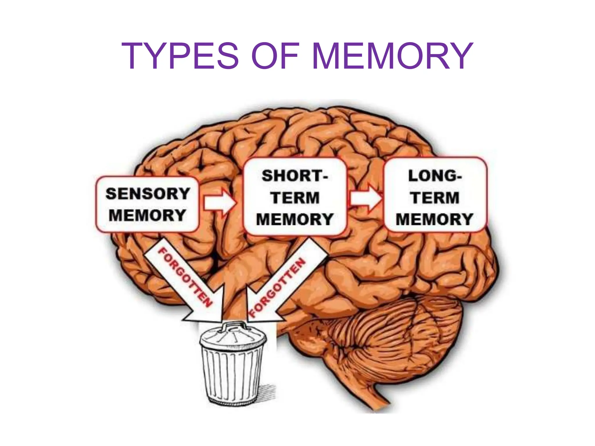 COGNITIVE PSYCHOLOGY (LTM) Sandhiya.pptx