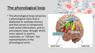 Cognitive psychology | PPT