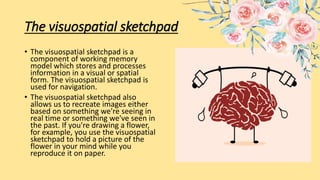 Cognitive psychology | PPT