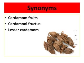 Cardamom Drug Power Point Presentation by Ashish Singh | PPT