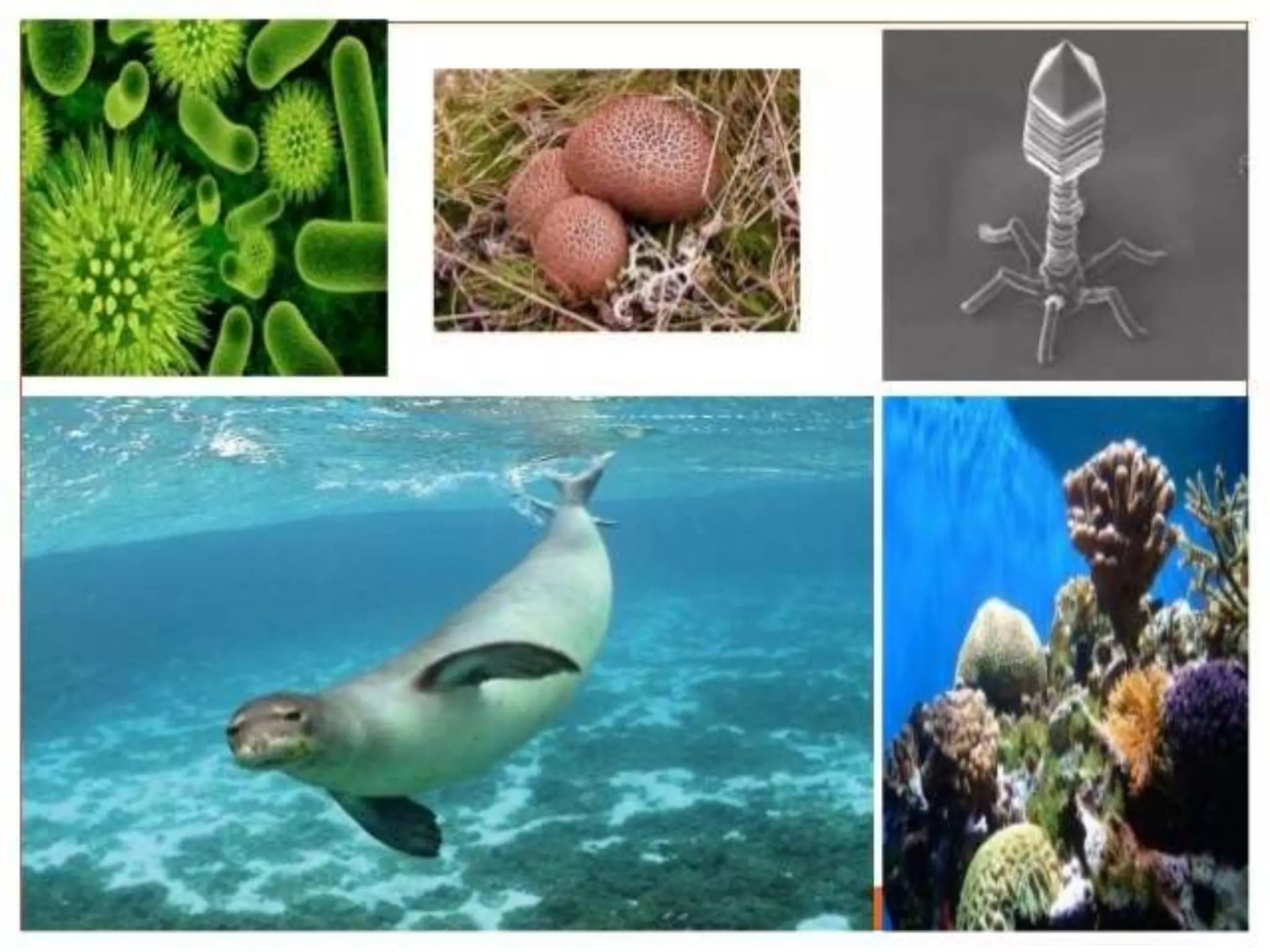 Cognosy Unit 5 by MM.pptx