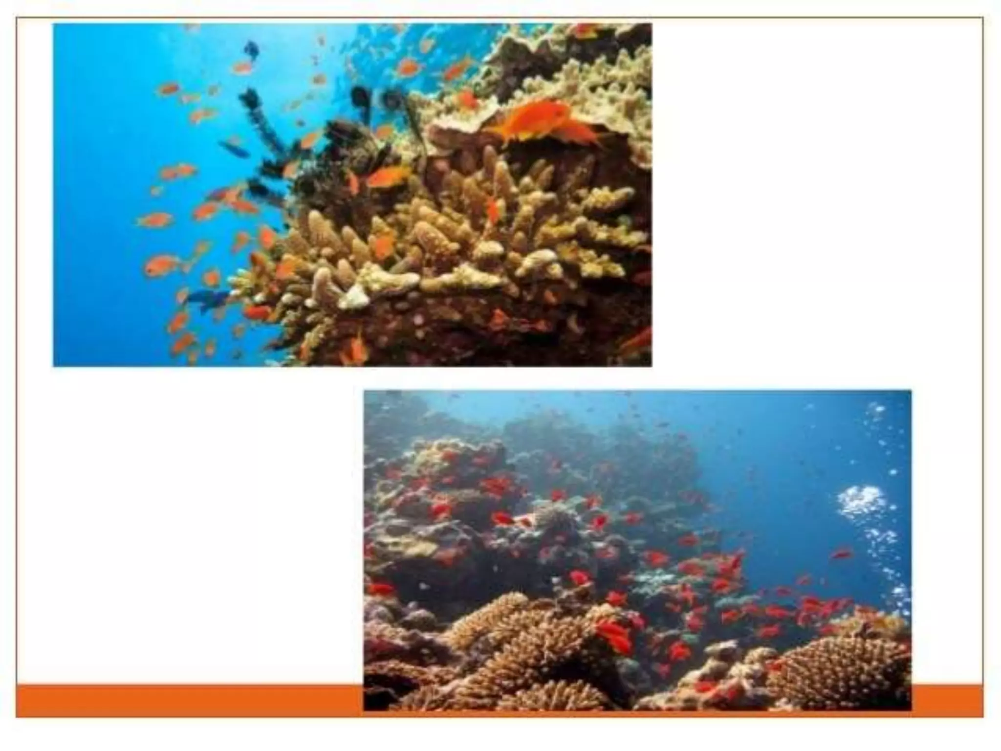 Cognosy Unit 5 by MM.pptx