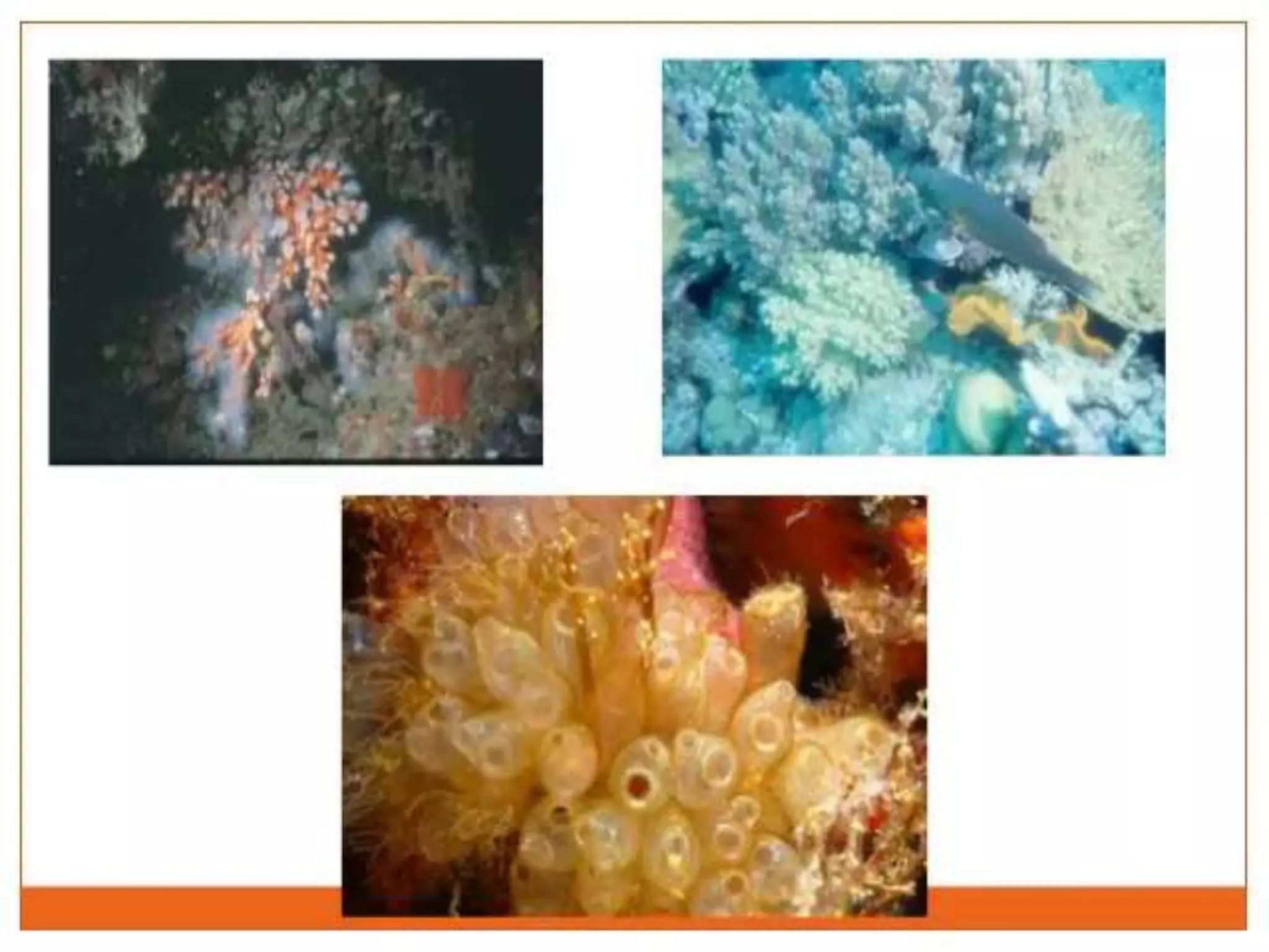 Cognosy Unit 5 by MM.pptx | Pharmaceutical Drugs | Medical Health