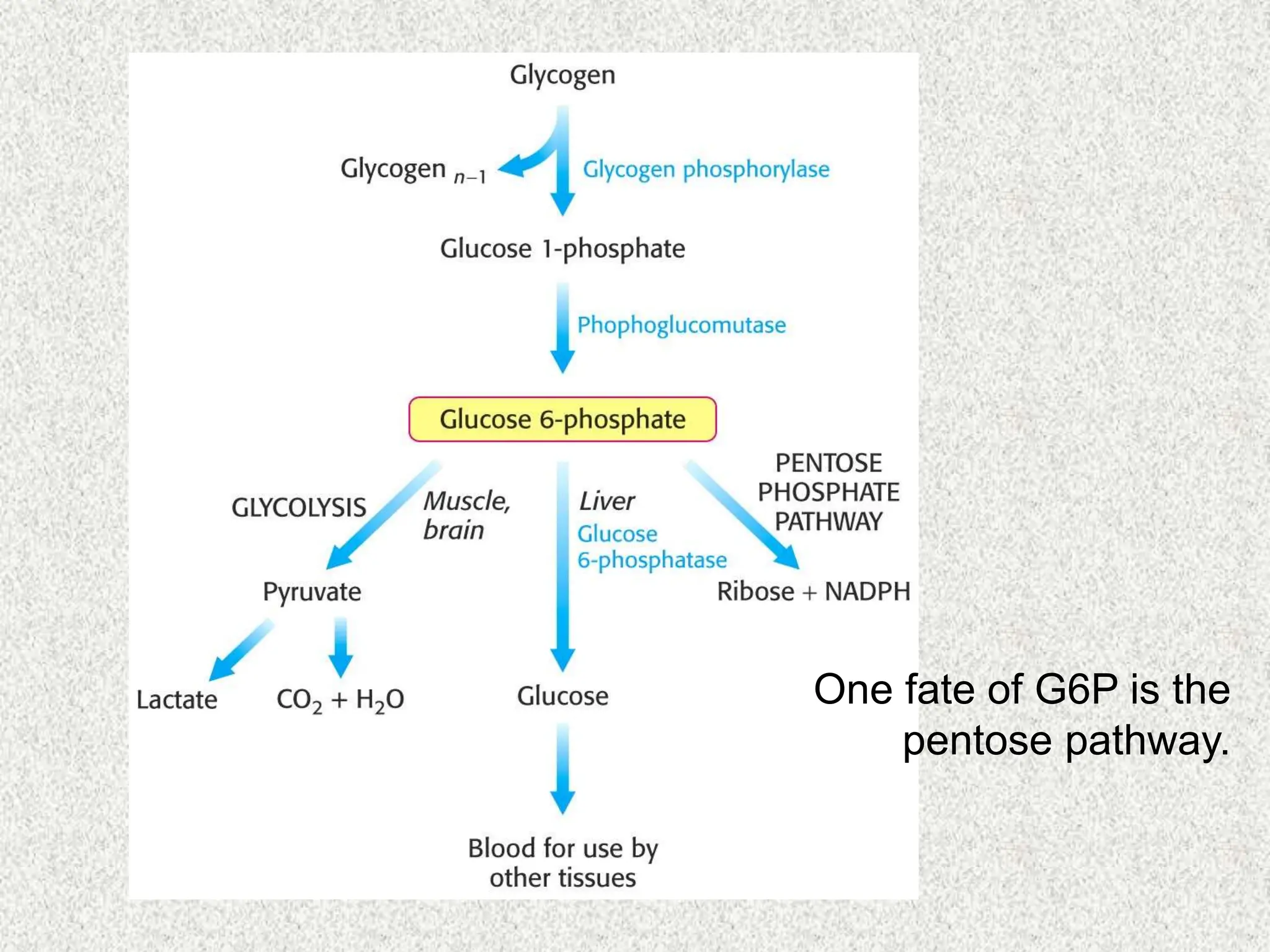 COG PENTOSE PHOSPHATE PATHWAY.p khztbhpt | PPT