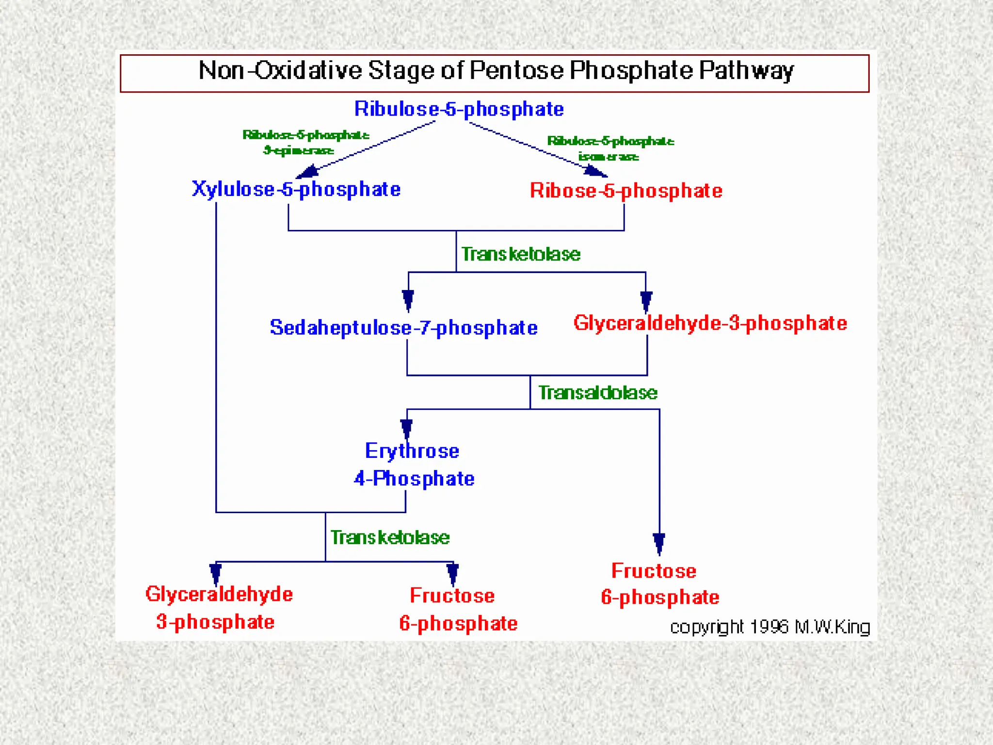 COG PENTOSE PHOSPHATE PATHWAY.p khztbhpt | PPT