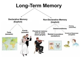 Declarative Memory Chart