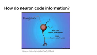 Cognitive psychology L2 spring 2020 | PDF | Brain and Nervous System ...