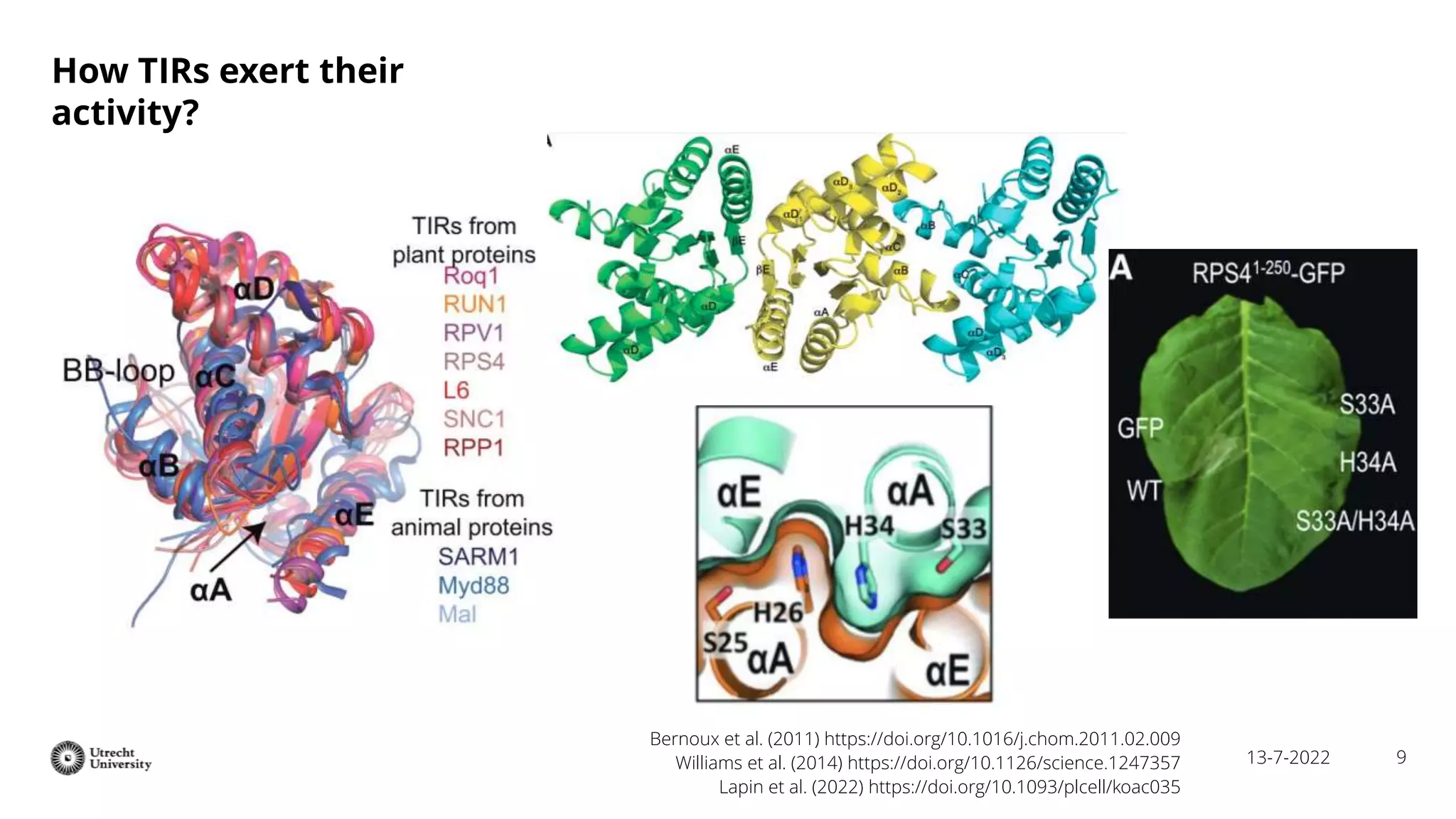 The TIR revolution in plant stress biology | PPT