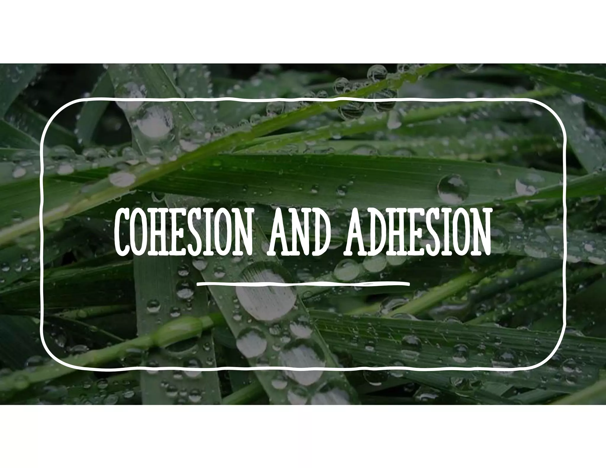 Cohesion and adhesion | PPT