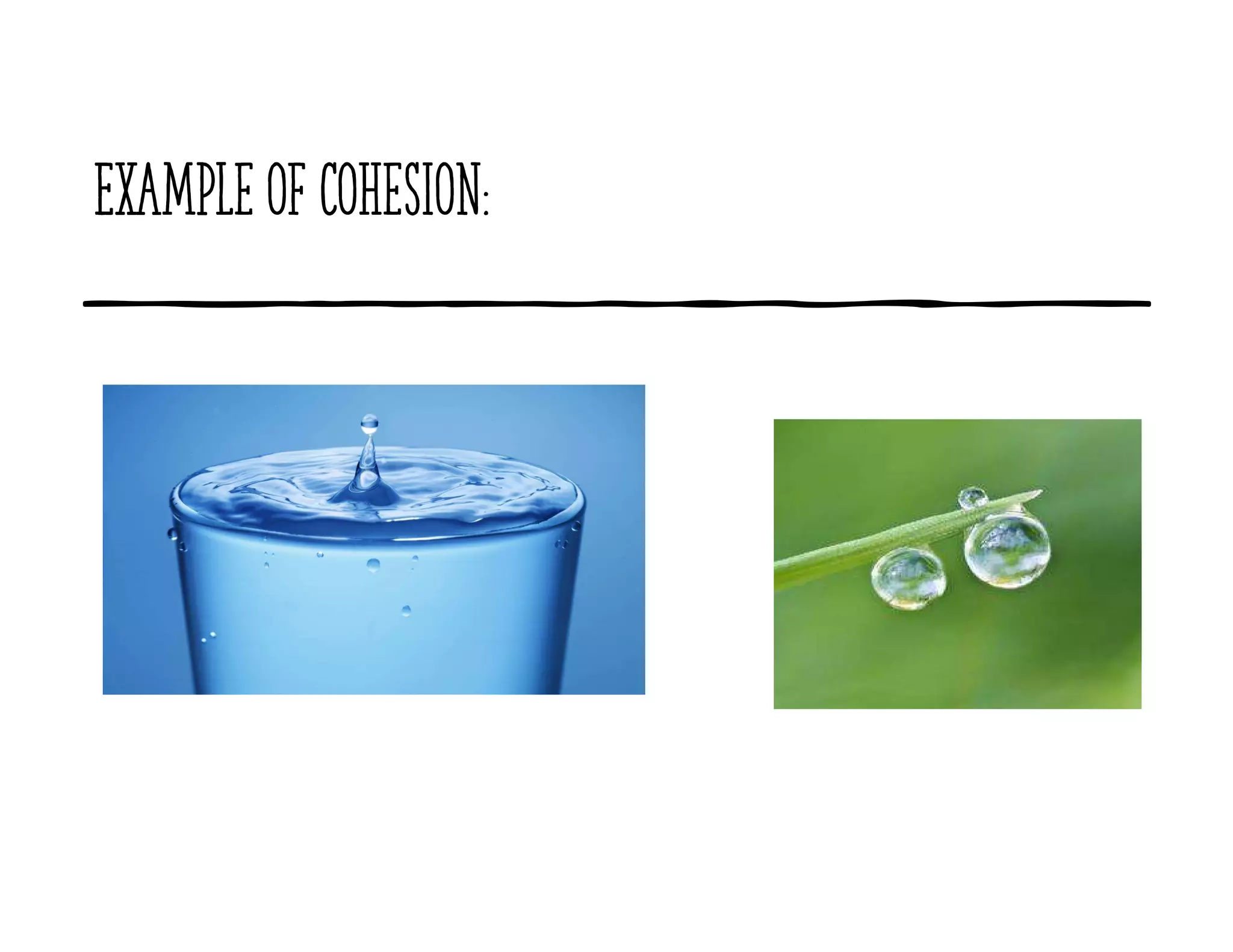 Cohesion and adhesion | PPT
