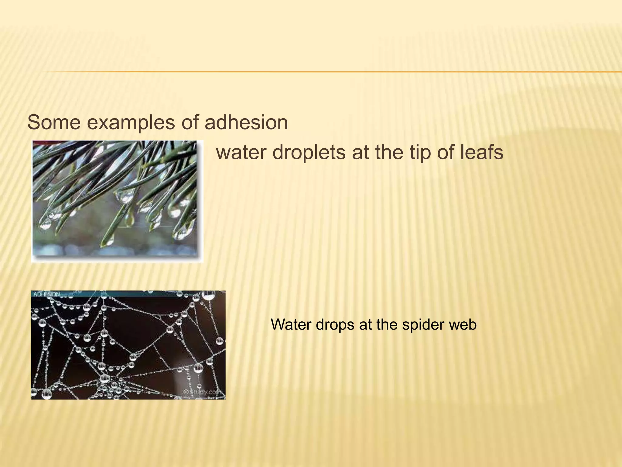 cohesion and adhesion.pptx