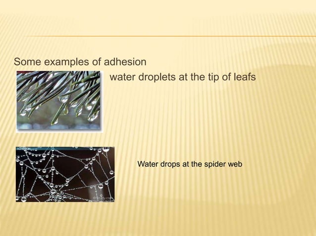 cohesion and adhesion.pptx