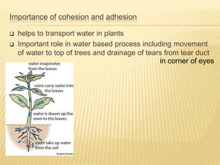 cohesion and adhesion.pptx