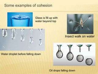 Cohesion And Adhesion Examples