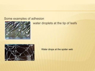 Water Adhesion Examples