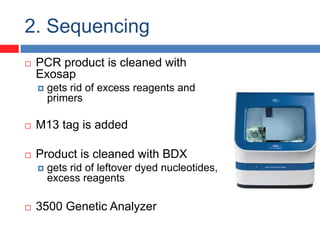 Cohesion Phenomics Internship - Summer 2018 (McKenzi Sexton) | PPT