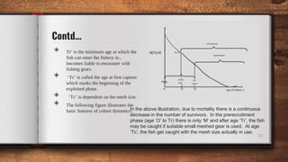Cohort dynamics and exponential decay model | PPTX