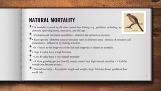 Cohort dynamics and exponential decay model | PPTX
