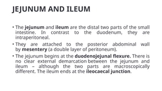 COHY Digestive anatomy of the human.pptx