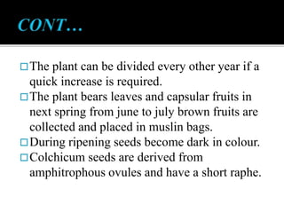 Colchicum - Anti Rheumatic agent | Cultivation | Description | Chemical ...