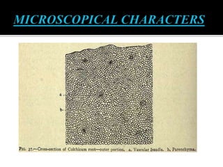 Colchicum - Anti Rheumatic agent | Cultivation | Description | Chemical ...