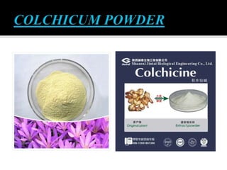 Colchicum - Anti Rheumatic agent | Cultivation | Description | Chemical ...