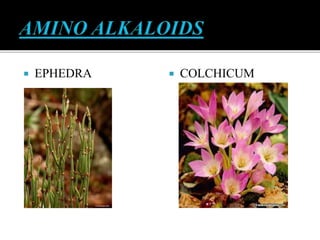 Colchicum - Anti Rheumatic agent | Cultivation | Description | Chemical ...