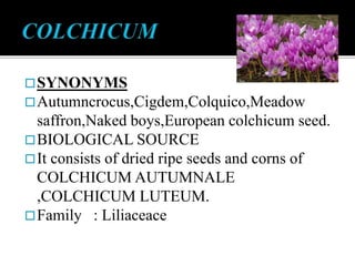 Colchicum - Anti Rheumatic agent | Cultivation | Description | Chemical ...