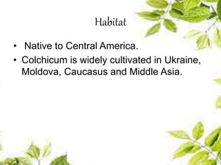 Colchicum speciosum | PPTX