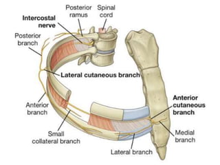 Cold abscess sites | PPTX