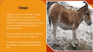 Cold Desert Katpana Of Pakistan.pptx