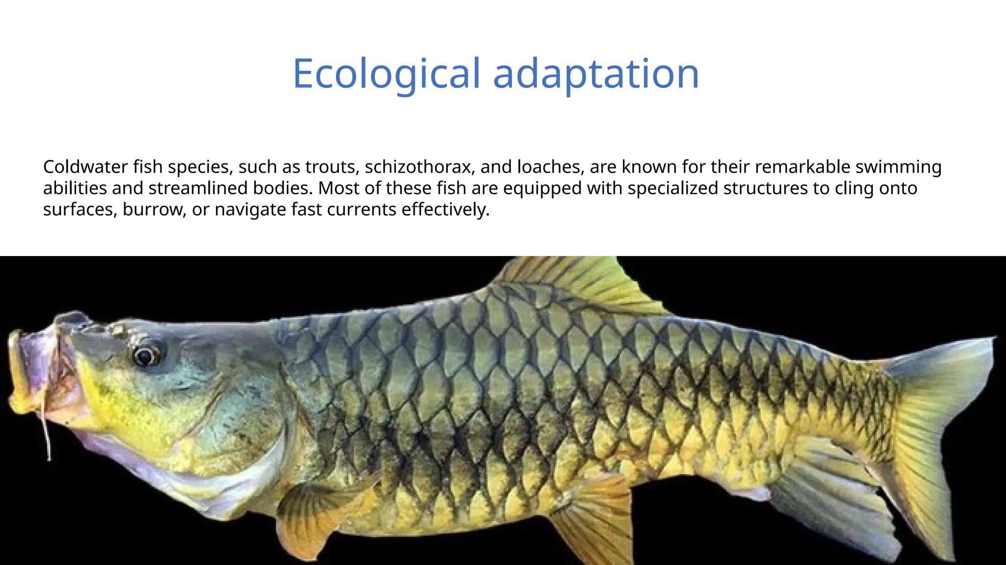 cold water fisheries in kerala ecology and significance. | PPT