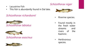 Cold water fishes of Kashmir | PPTX