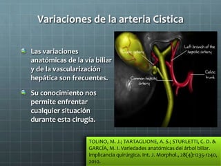 Variaciones De La Arteria Cística