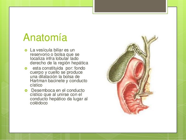 Anatomiadavesiculabiliarbolsahartmann