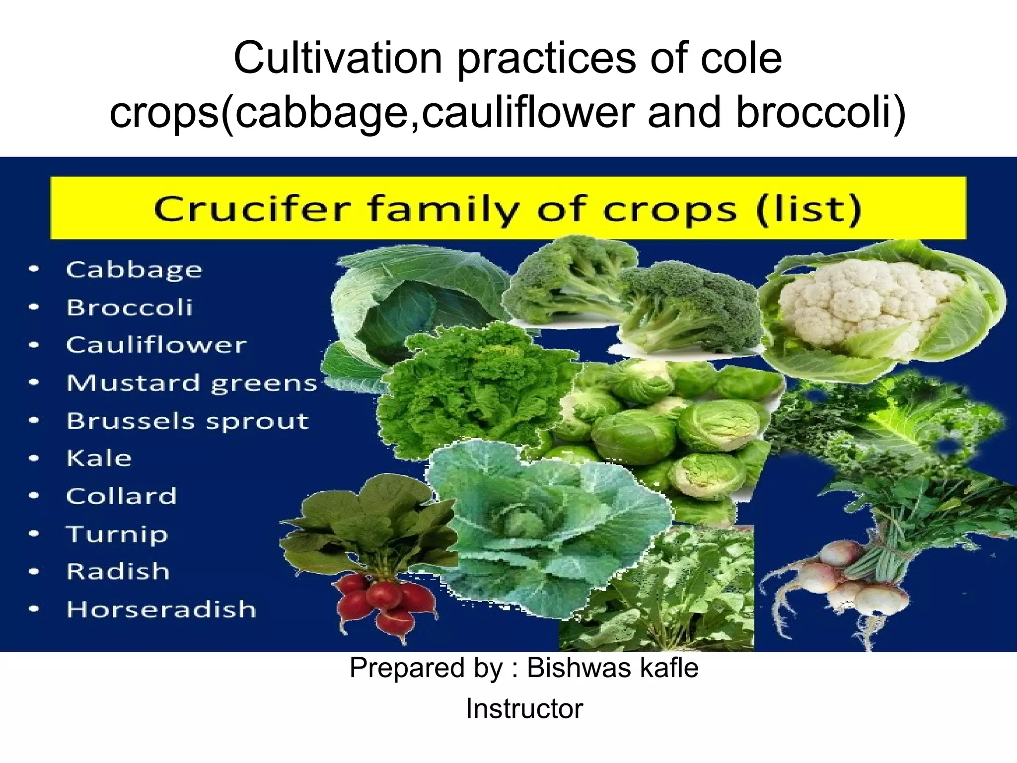 Cole crops | PPT