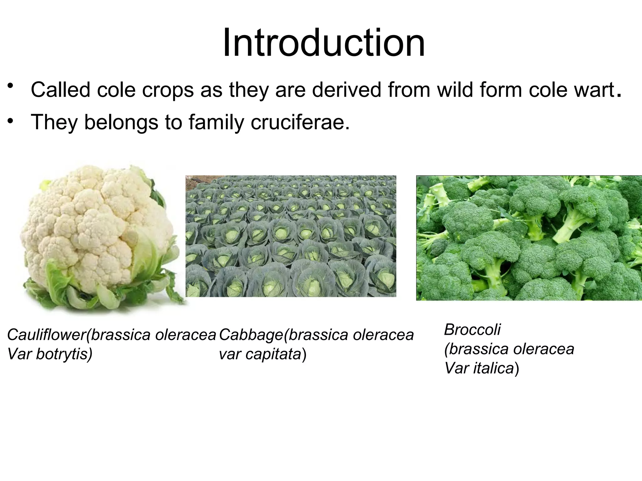 Cole crops | PPT