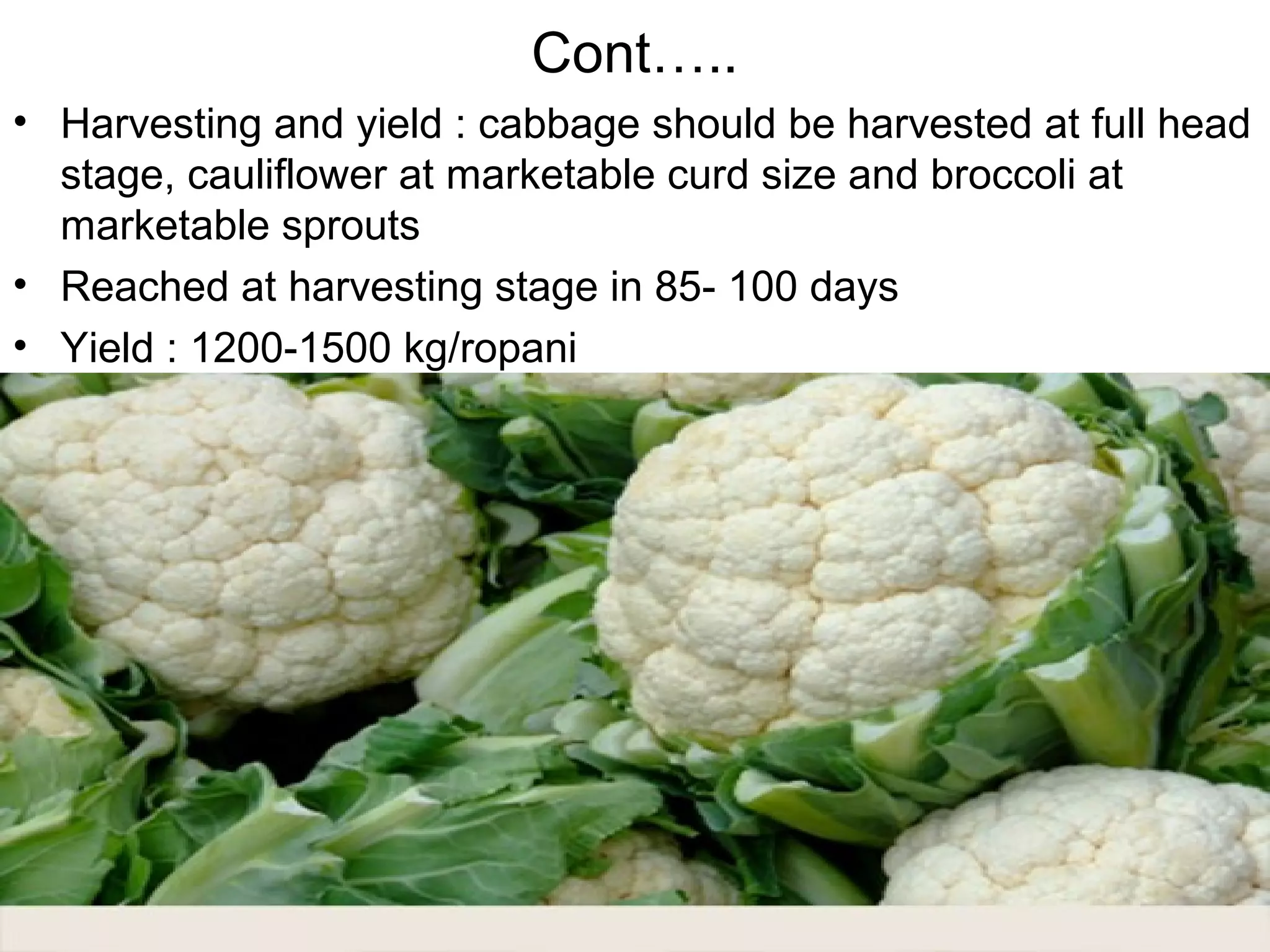 Cole crops | PPT