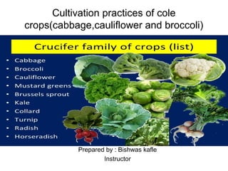 Cole crops | PPT