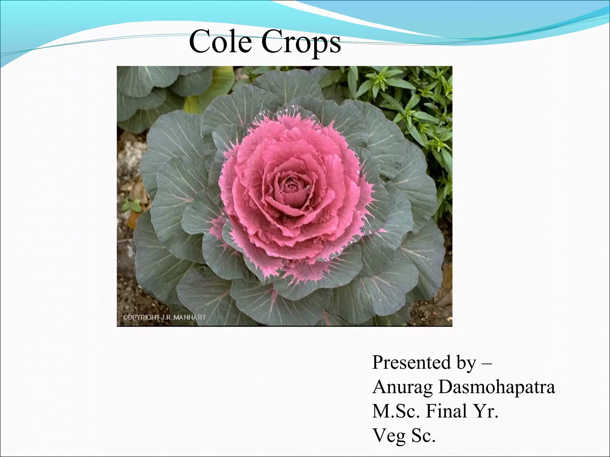 PRESENTATION ON Cole crops | PPT